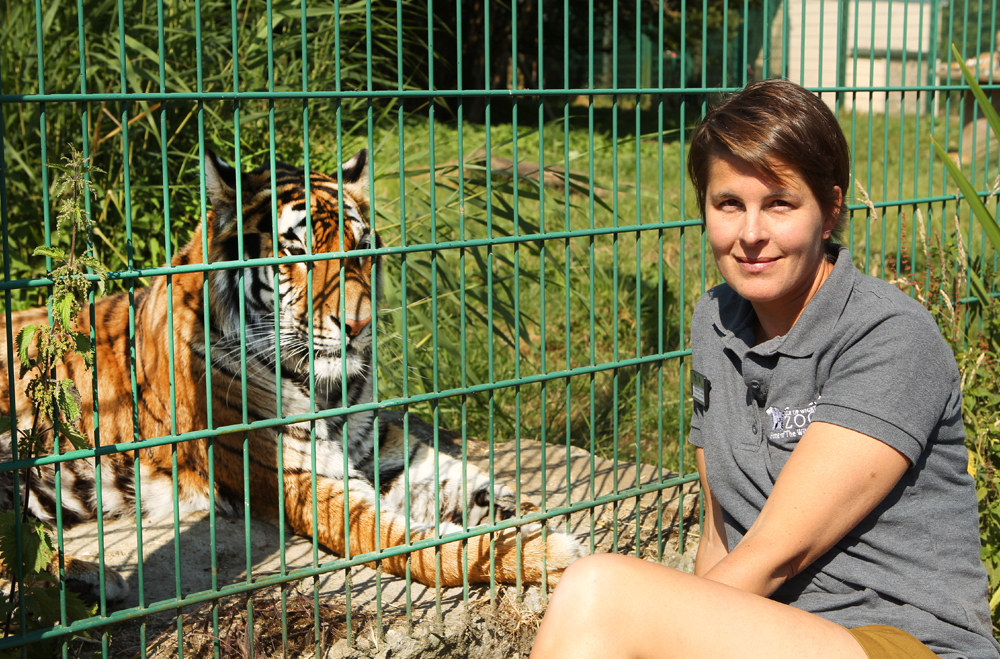 5 TIGERS SETTLE IN TO THEIR NEW HOME AT THE ISLE OF WIGHT ZOO - Island ...