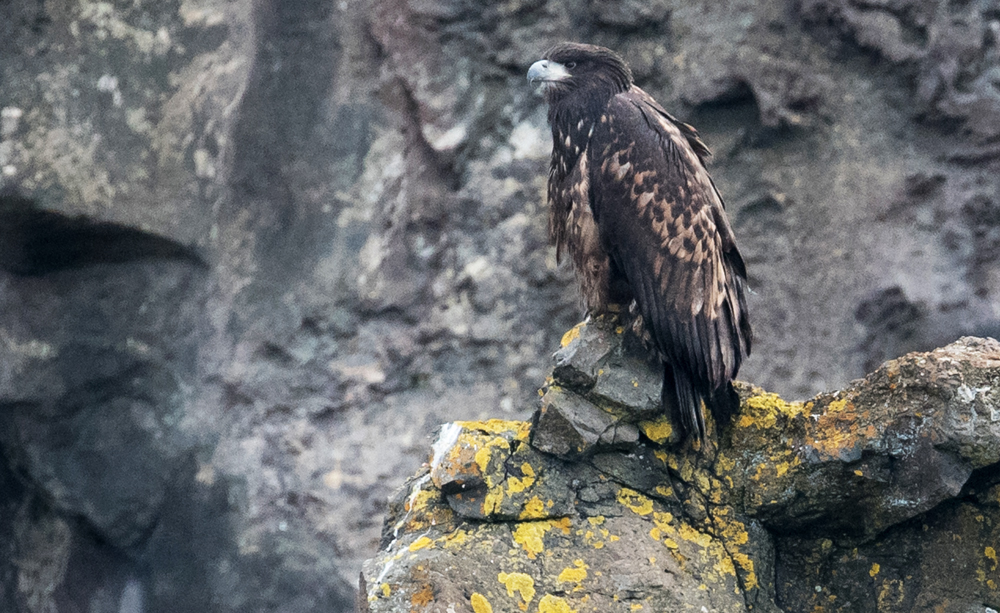 WHITE-TAILED EAGLES RELEASED IN SECRET LOCATION ON THE ISLE OF WIGHT ...