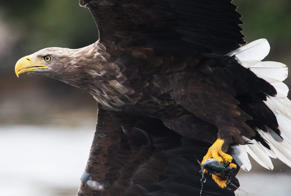 WHITE-TAILED EAGLES RELEASED IN SECRET LOCATION ON THE ISLE OF WIGHT ...