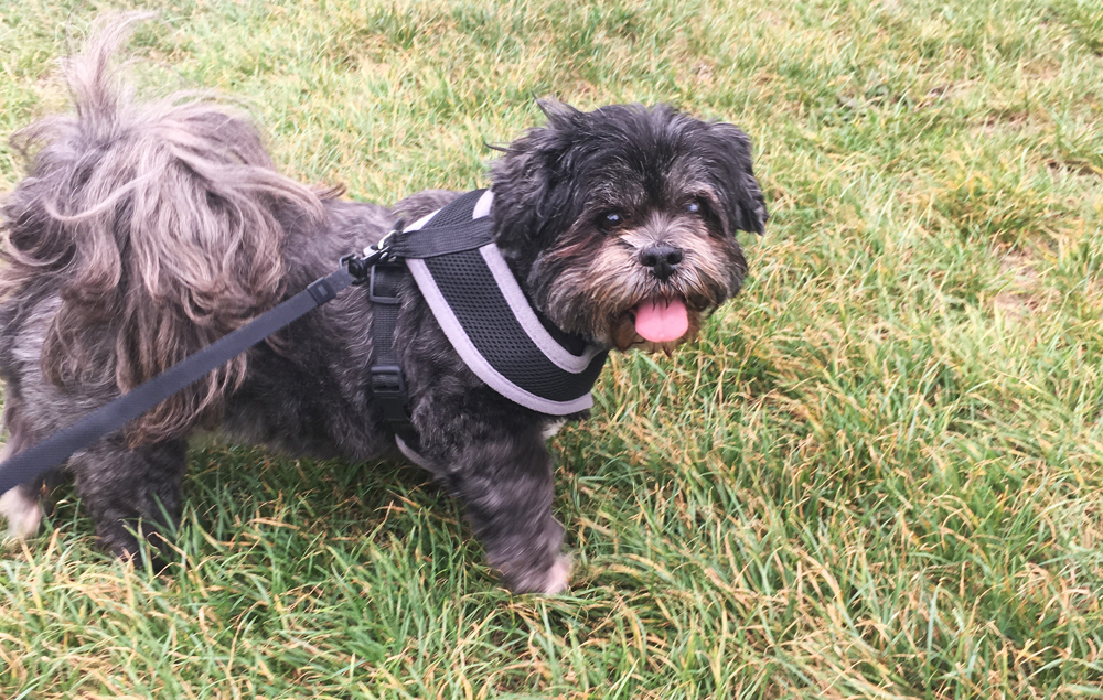 THE CINNAMON TRUST NEEDS DOG-WALKING VOLUNTEERS IN NEWPORT - Island ...