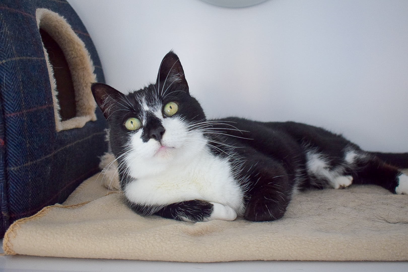 RSPCA URGES PUBLIC TO DO THEIR RESEARCH AS UK SEES KITTEN BOOM - Island ...