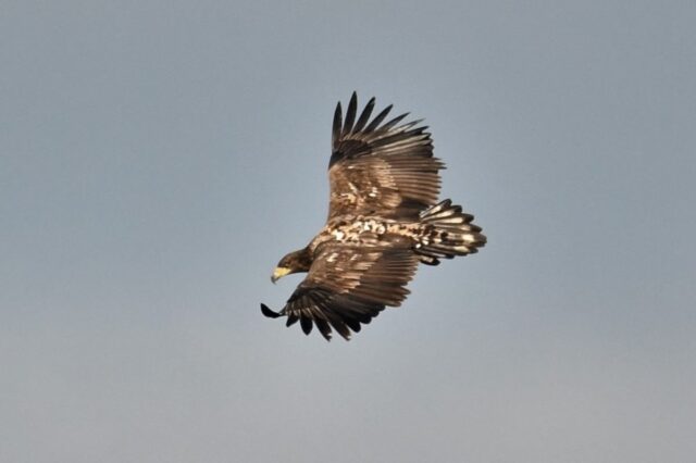 FORESTRY ENGLAND RELEASES UPDATE ON WHITE-TAILED EAGLES REINTRODUCTION ...