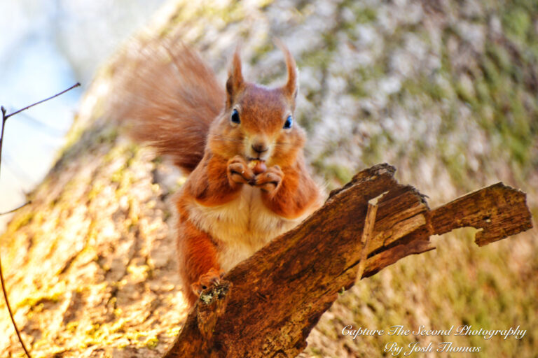 THE RED SQUIRREL - THE ISLE OF WIGHT'S MOST ICONIC ANIMAL - Isle of ...