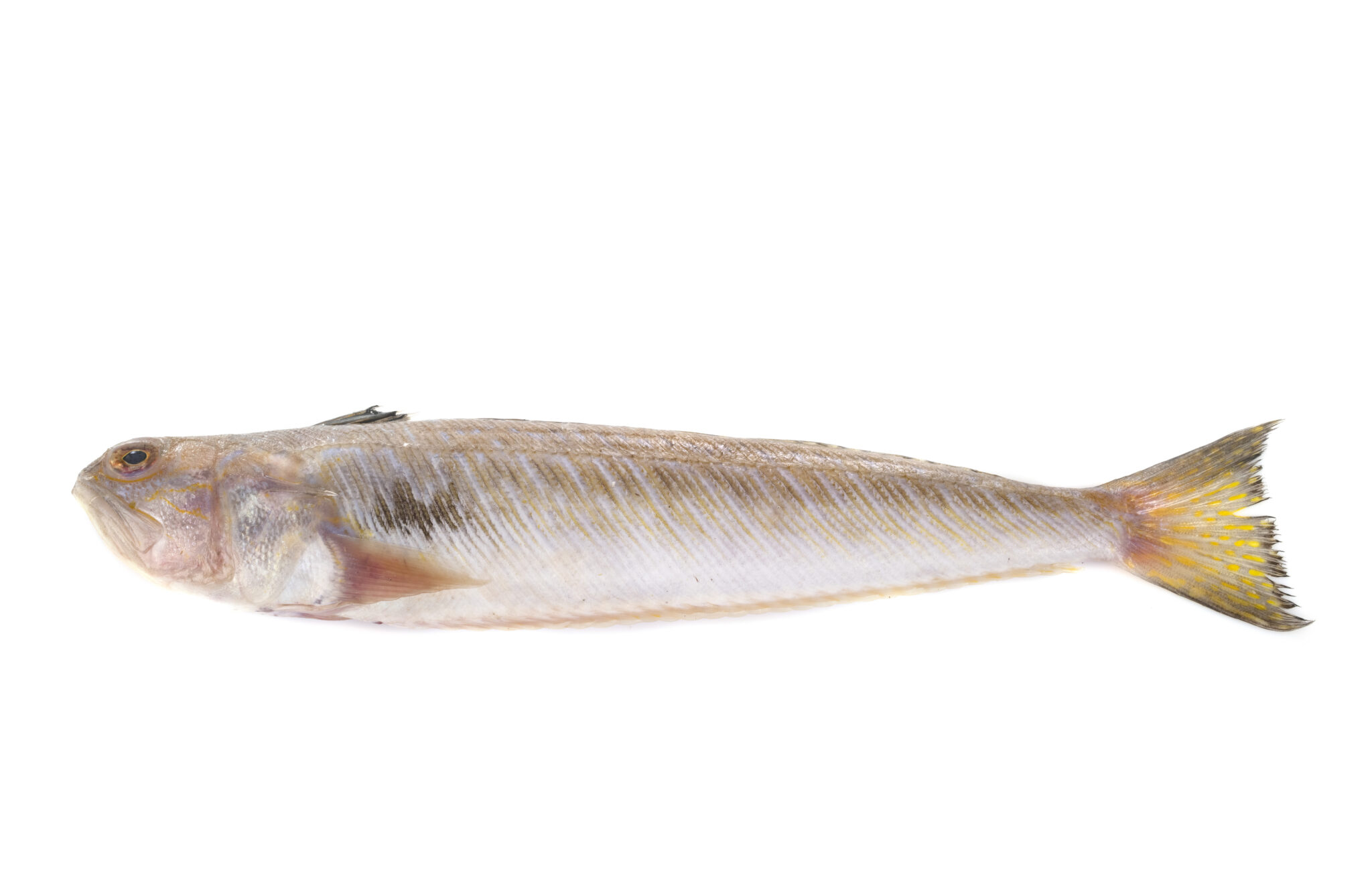 WEEVER FISH: HERE'S WHAT TO DO IF YOU GET STUNG THIS SUMMER - Isle of ...