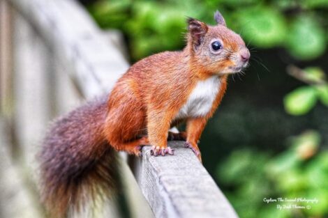 NEW ACTION PLAN TO SAVE ENGLAND'S RED SQUIRRELS TO BE LAUNCHED TODAY ...
