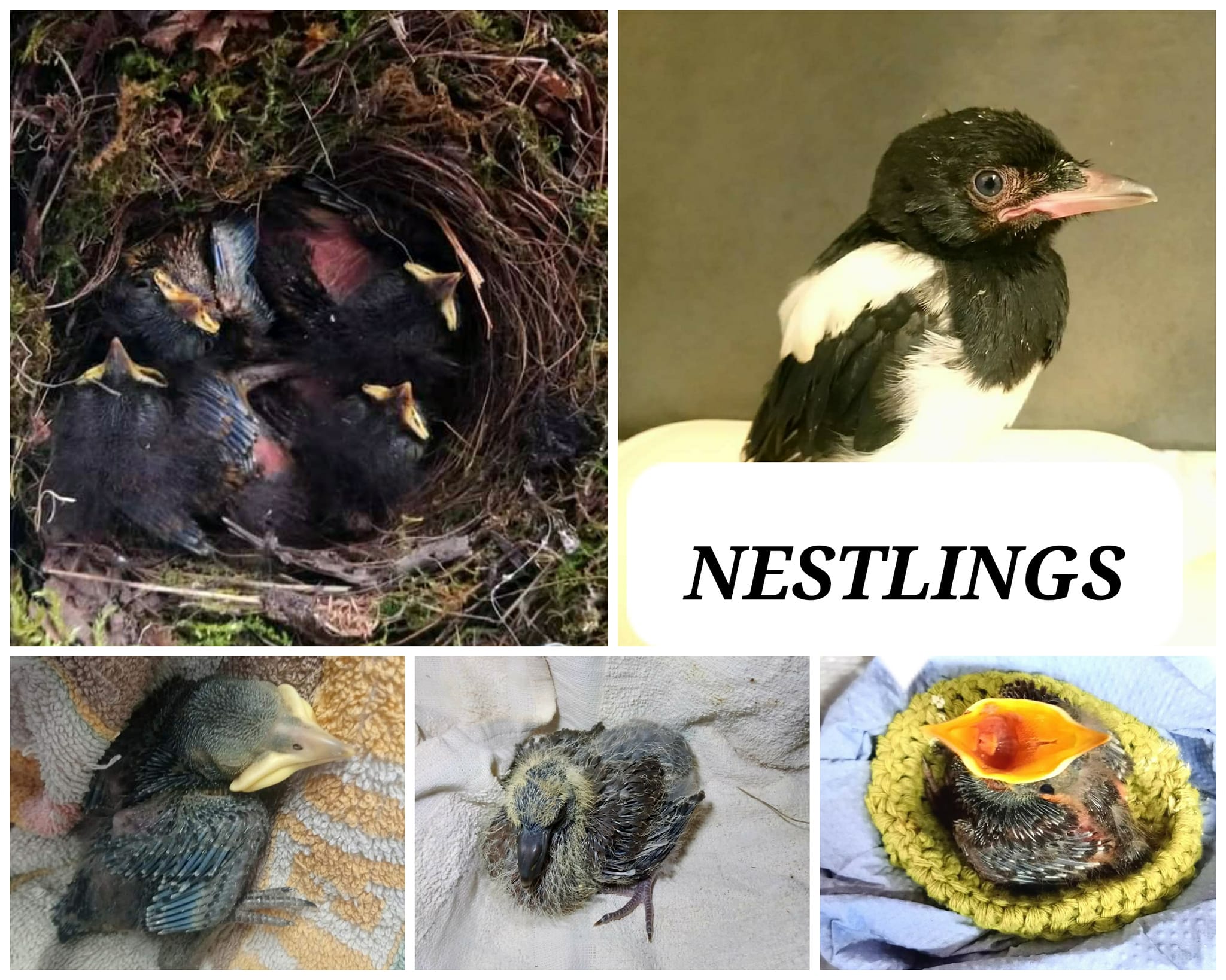 HATCHLINGS, NESTLINGS AND FLEDGLINGS: KEY INFORMATION AS 'BABY BIRD ...