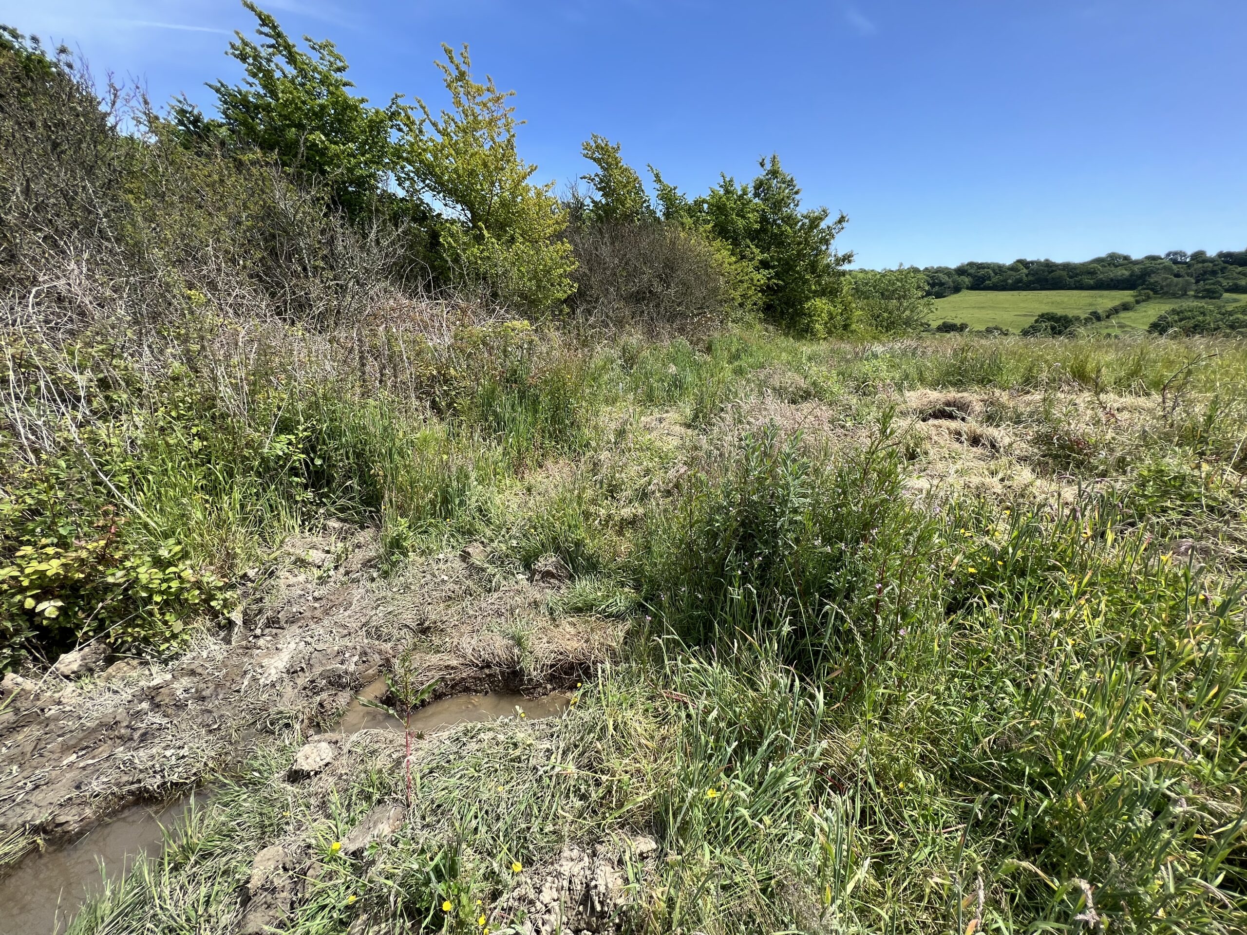FISH AT BIG MEAD POND SAVED FOR NOW AS WORK TO FIX ISSUES GETS UNDERWAY ...
