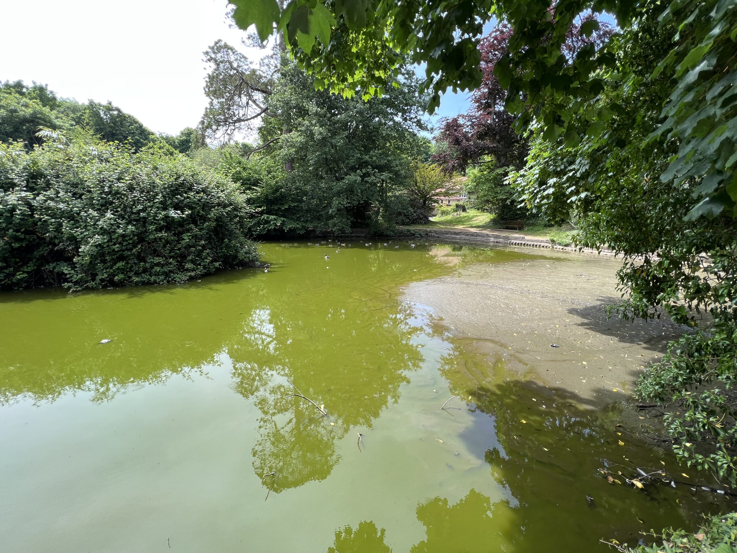 FISH AT BIG MEAD POND SAVED FOR NOW AS WORK TO FIX ISSUES GETS UNDERWAY ...