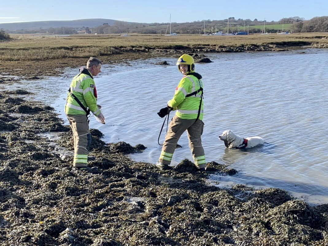 RETRIEVER RESCUED FROM MUD NEAR YARMOUTH MILL THIS MORNING - Isle of ...
