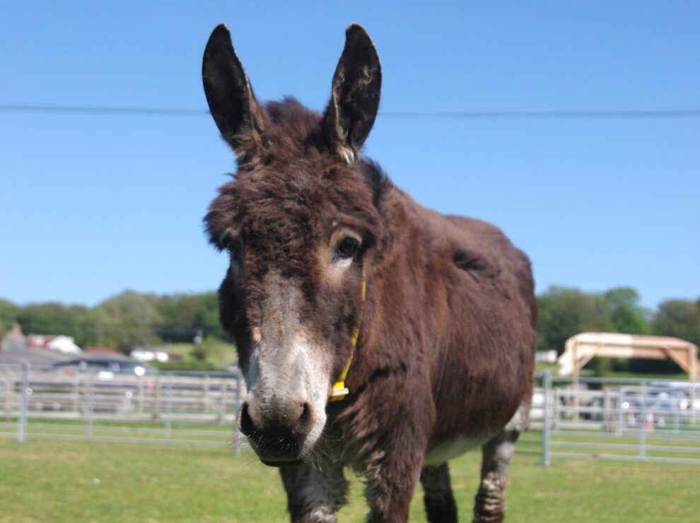 WET LEG'S ADOPTED DONKEYS ANGELICA AND JILL SADLY PASS AWAY - Isle of ...