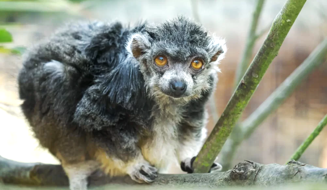 McLOVIN – POSSIBLY THE WORLD’S OLDEST MONGOOSE LEMUR – SADLY DIES AT ...