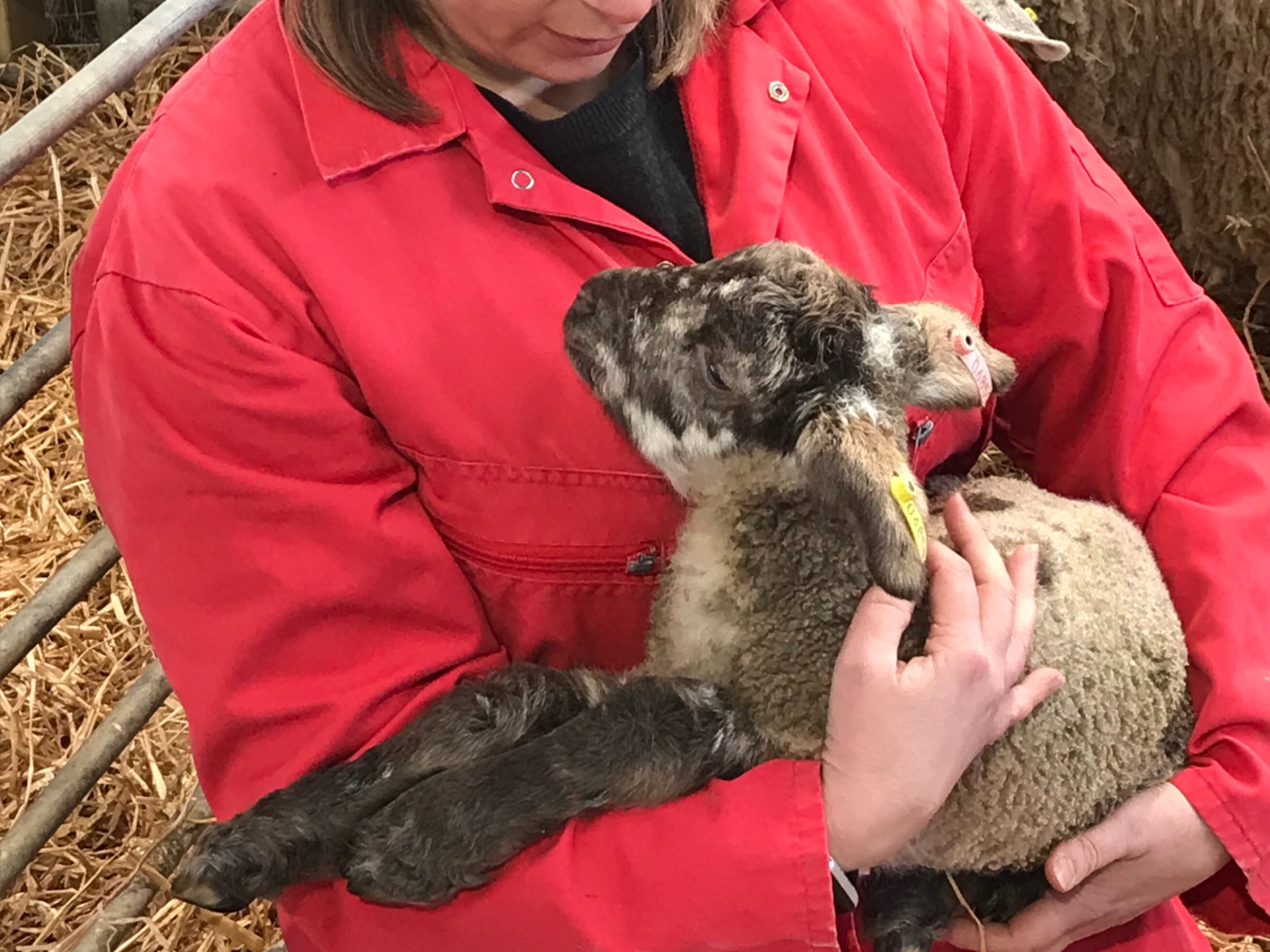 EXPERTS WARN OF HEALTH RISKS AHEAD OF OPEN FARM SUNDAY ON 11TH JUNE ...