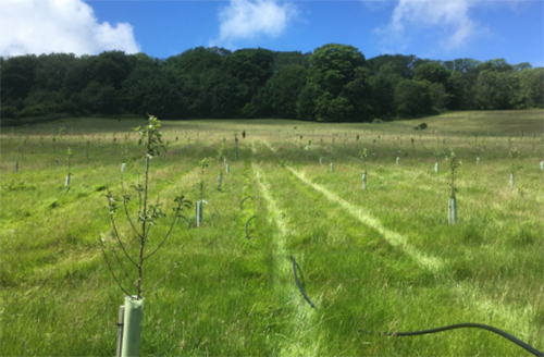 FAMILY-RUN FARM IN WROXALL PUTS FORWARD CIDER-BREWING PLANS - Isle of ...
