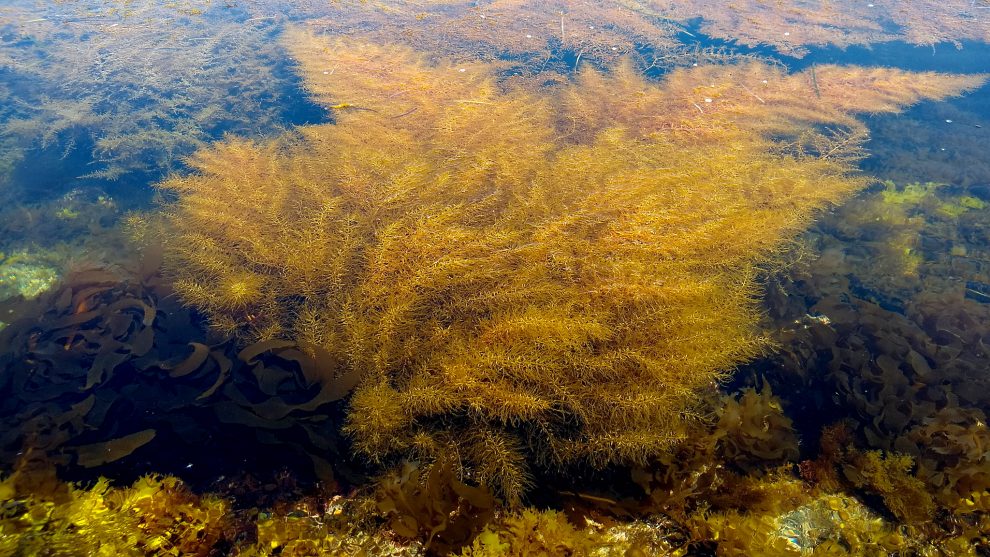 50 YEARS AGO GIANT JAPANESE SEAWEED THREATENED TO ENGULF ISLE OF WIGHT ...