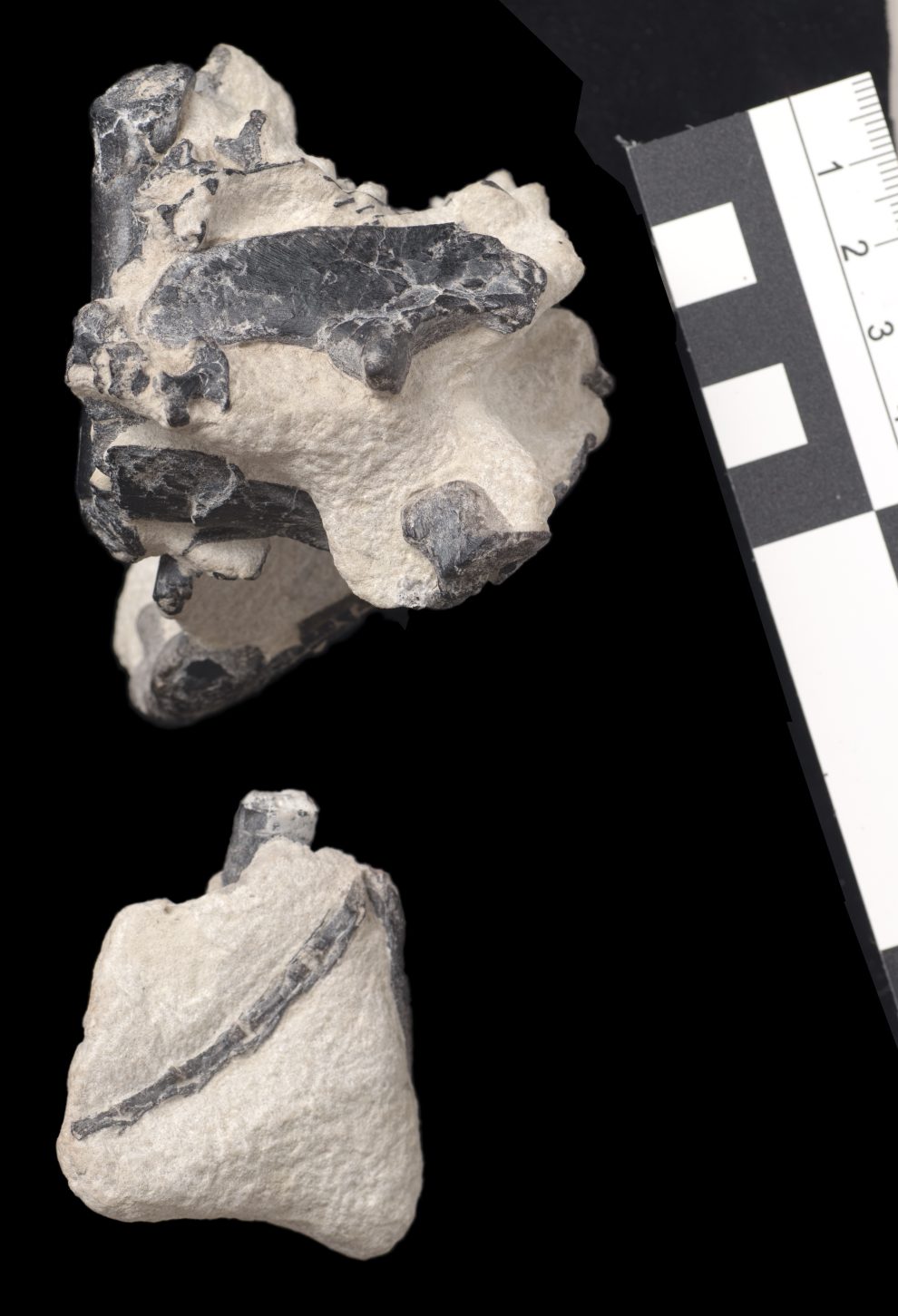ISLE OF WIGHT FOSSIL SHOWS EUROPE HAD DIFFERENT HERBIVOROUS DINOSAURS ...