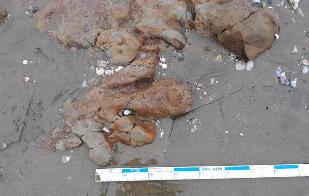 PREHISTORIC PRINTS FOUND DURING COASTAL FLOOD CHECKS IN YAVERLAND ...