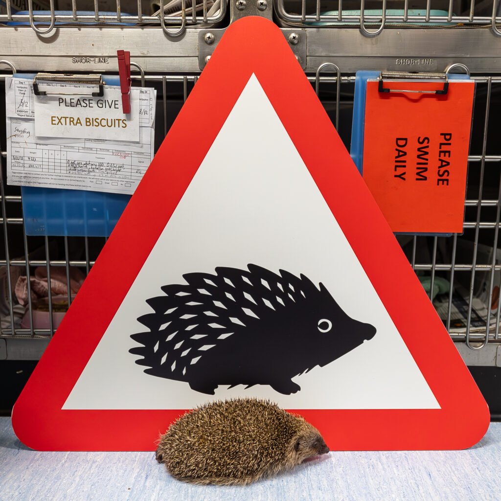 SIMPLER ROAD SIGNS TO PROTECT SMALL ANIMALS AND BOOST SAFETY UNVEILED ...
