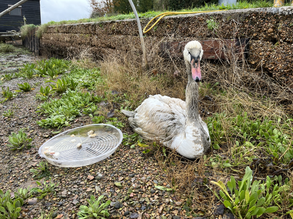 MORE THAN 120 ANIMALS HELPED BY FRIENDS OF THE ANIMALS IN THEIR BUSIEST ...