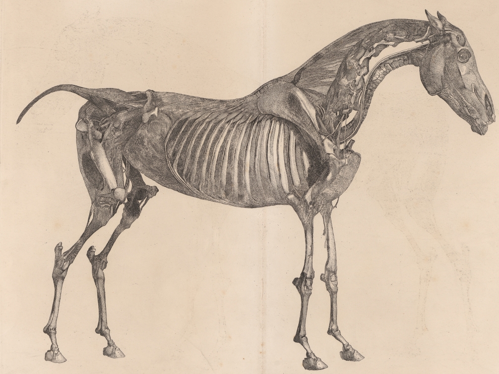 ARTS SOCIETY ISLE OF WIGHT TO PRESENT LECTURE ON GEORGE STUBBS: 'THE ...