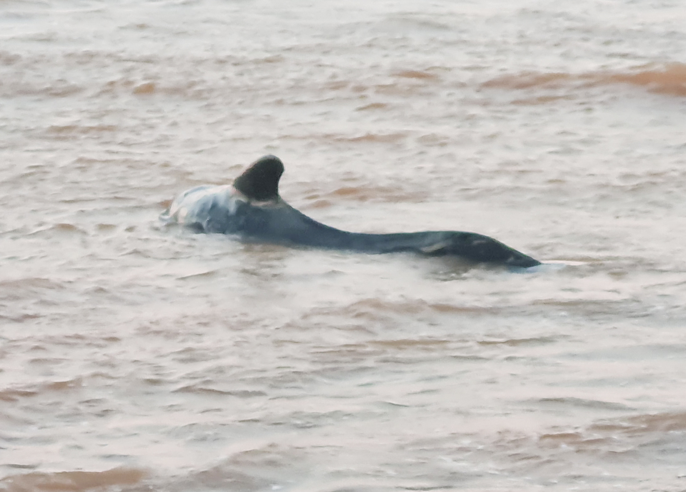 STRANDED WHALE SPARKS URGENT RESCUE EFFORTS AT BROOK - Isle of Wight ...