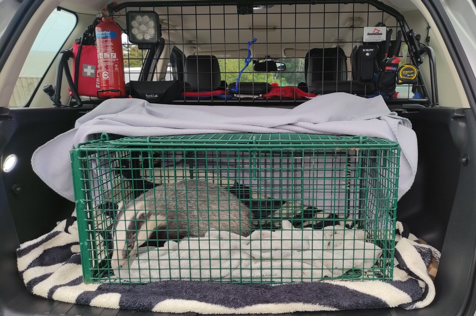 BADGER RESCUED FROM A HOLE LOT OF TROUBLE THANKS TO LOCAL VOLUNTEERS ...