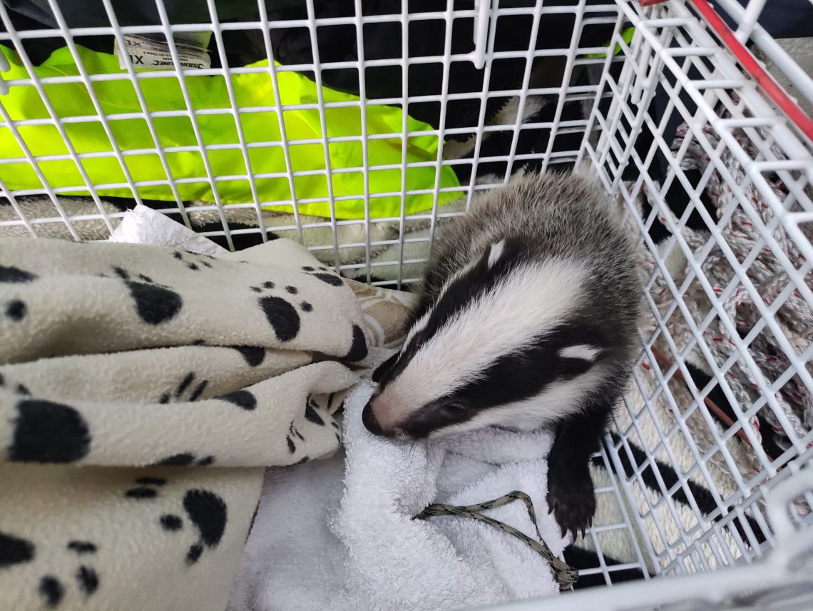 TINY BADGER CUB RESCUED AFTER BEING FOUND ALONE - TRUST ISSUES PUBLIC ...