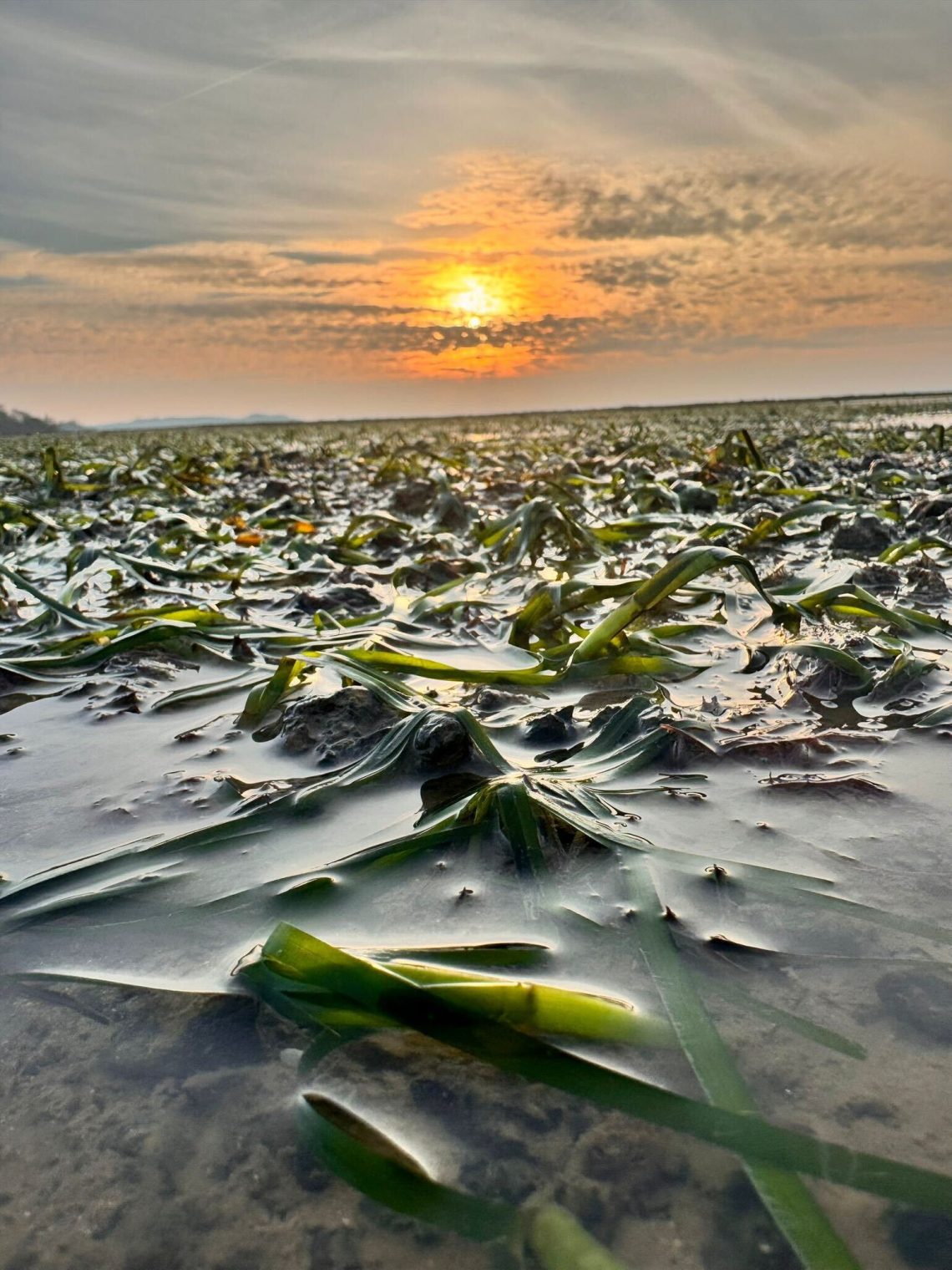 VOLUNTEER EFFORTS PRAISED AS SOLENT SEAGRASS RESTORATION PROGRAMME ...
