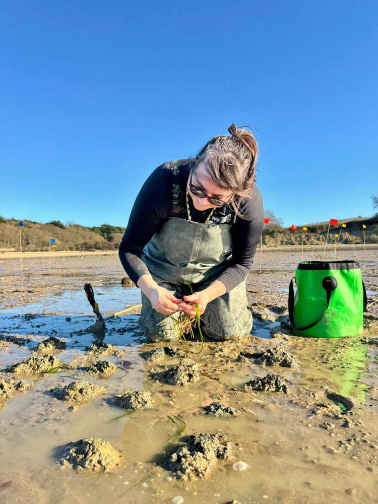 VOLUNTEER EFFORTS PRAISED AS SOLENT SEAGRASS RESTORATION PROGRAMME ...